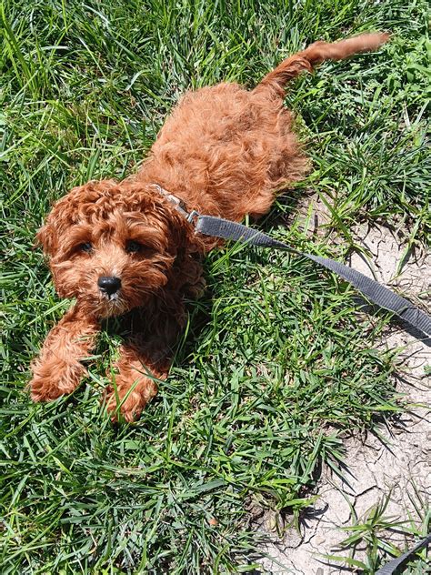 How Heavy Was Your Cavapoo At 5 Months Vs Final Weight Rcavapoo