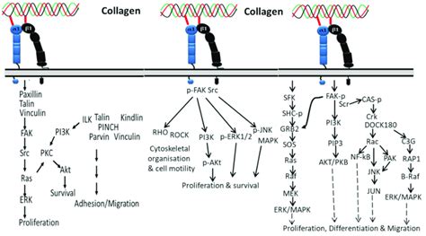 Collagen Integrin Signals In The Normal Physiological Function Of Cells Download Scientific