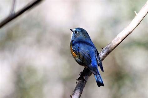 瑠璃色の野鳥 GANREF
