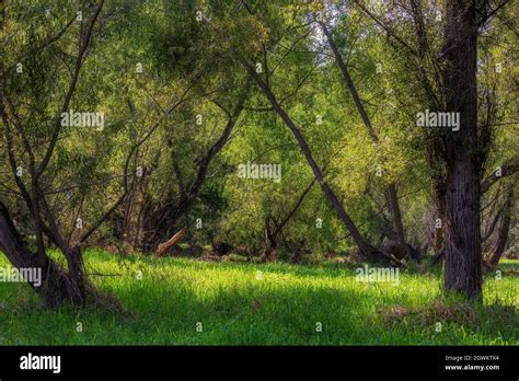 Soggy Fertial Ground With Lush Grass Growing Beneath The Trees Along The Shoreline Of The French