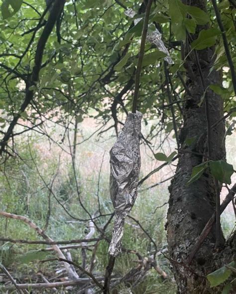 Air Layering Propagation Method 8 Easy Steps In 2024 Yardiology