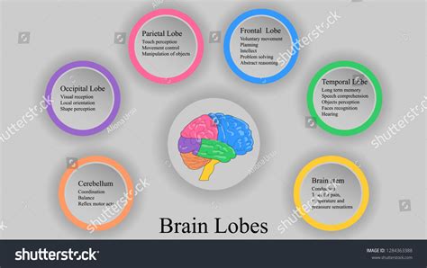 Brain Lobes Vector Illustration Human Brain Stock Vector Royalty Free