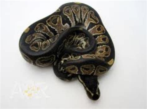 Lori Ball Pythons