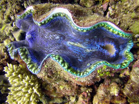 Giant Clam Clam Wallpapers Hd Desktop And Mobile Backgrounds