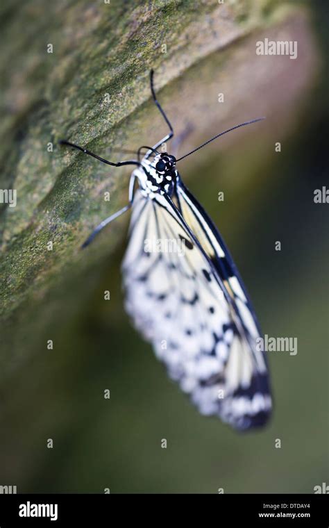Tree Nymph Butterfly Stock Photo Alamy
