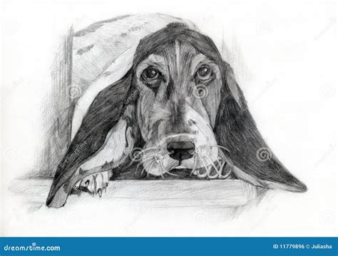 Basset Hound Drawing Portrait Stock Illustration Illustration Of