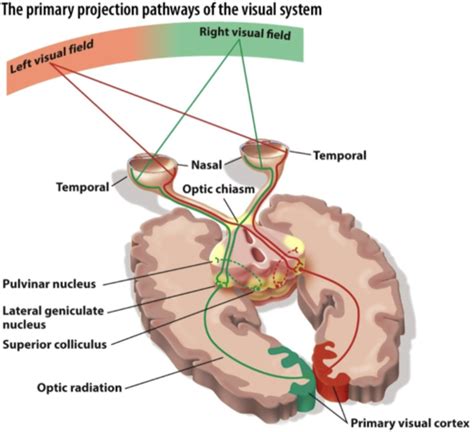 Visual System Flashcards Quizlet