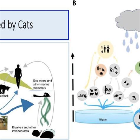 A Model Of Toxoplasma Gondii Transmission Between Domestic And Wild