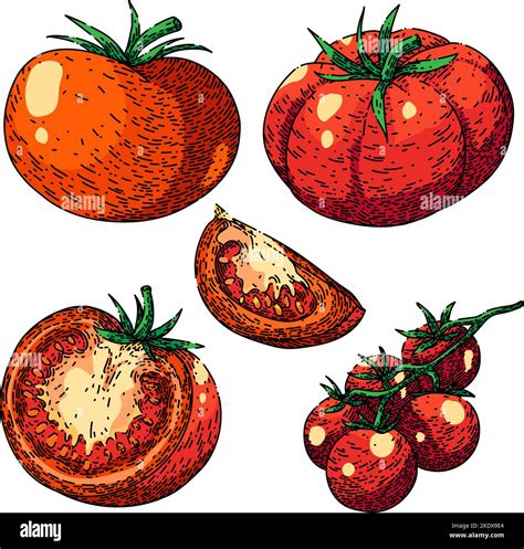 Tomato Red Set Sketch Hand Drawn Vector Stock Vector Image And Art Alamy