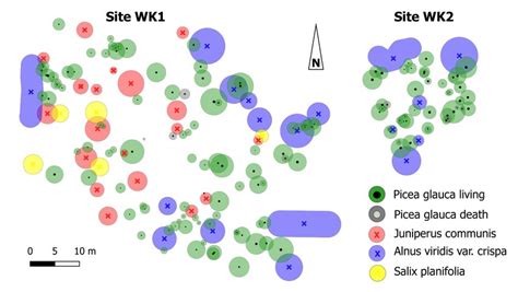 Spatial Distribution Of Trees And Shrubs And Their Crown Projections At Download Scientific