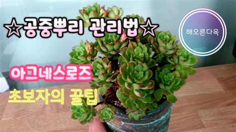 6월15일 공중뿌리관리법해오른다육국민다육다육이다육식물아그네스로즈 Youtube