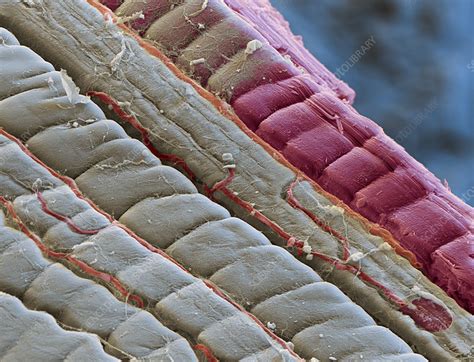 Muscle Sem Stock Image C056 2298 Science Photo Library