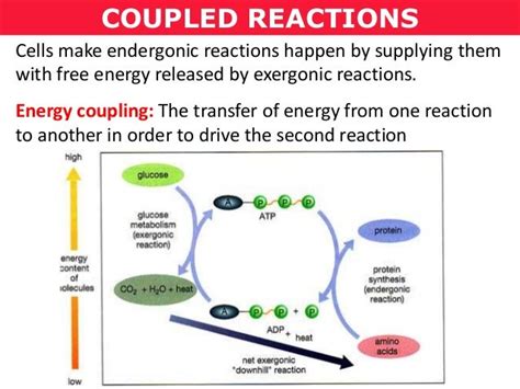 Tang 01c Coupled Reactions