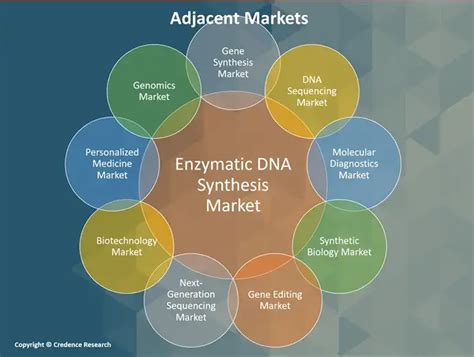 Enzymatic Dna Synthesis Market Share Size And Growth 2030