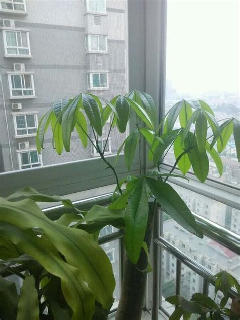 發財樹黃葉爛根？砍頭，不澆水，再也不敢黃葉 每日頭條