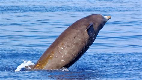 What Is The Deepest Diving Mammal