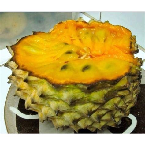 Pokok Buah Nona Anona Bullock Heart Kapri Biriba Israel Atemoya Hijau Jumbo Spinescens Ungu