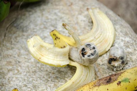 Can You Grow A Banana Tree From An Actual Banana Answered