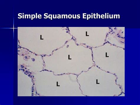 Ppt Lab Exercise Classification Of Tissues Epithelial Tissue Powerpoint Presentation Id 306963