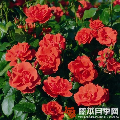 烟花Feuerwerk 月季品种 藤本月季网