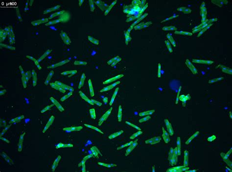 Cell Segmentation Instance Segmentation Dataset And Pre Trained Model