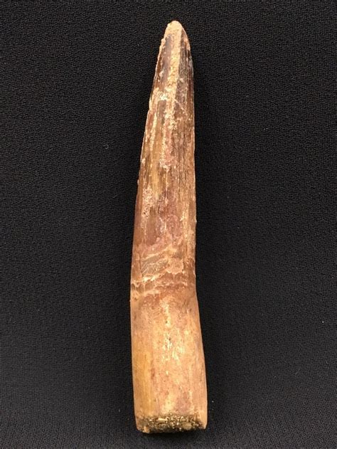 M669 棘龍牙 石青