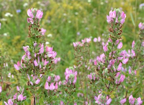 In Nature Ononis Spinosa Grows Among Grasses Stock Image Image Of