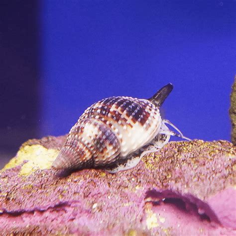 Nassarius Snails