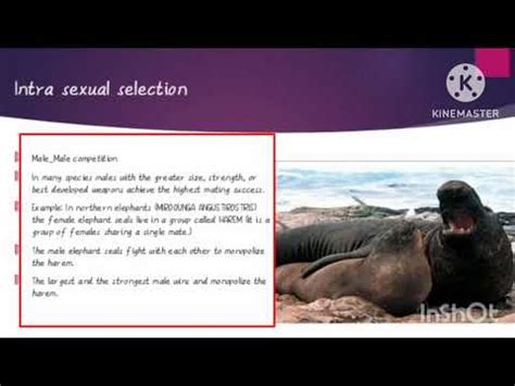 Sexual Selection Explained Evolution LEARNINGLAnD YouTube