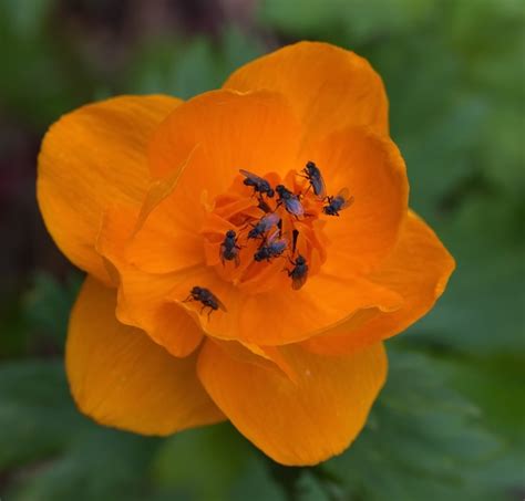 Мушки Мой макро мир 2025 ФотоДрузья ВКонтакте