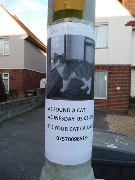 Can You Find A Lost Cat With A Microchip