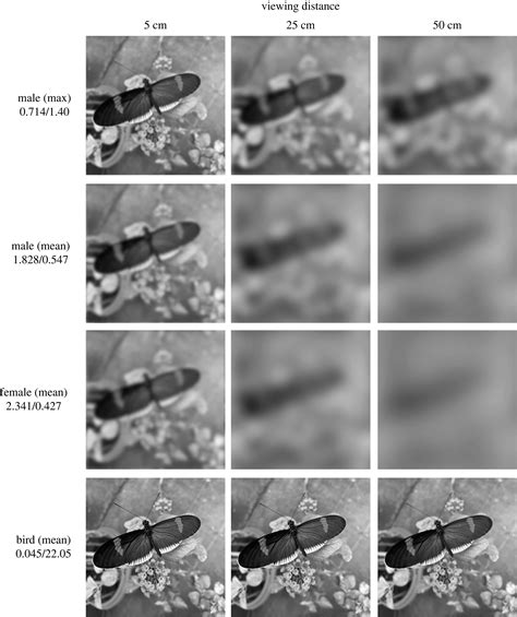 Quantifying Visual Acuity In Heliconius Butterflies Biology Letters