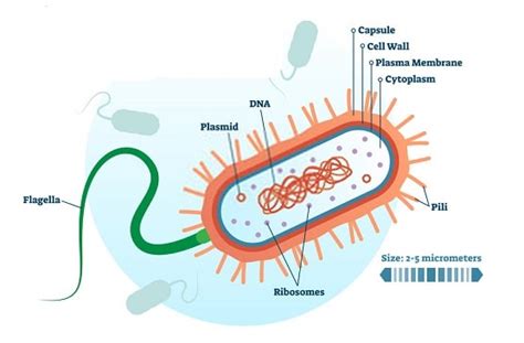 Cilia Vs Flagella 15 Prominent Differences Explained