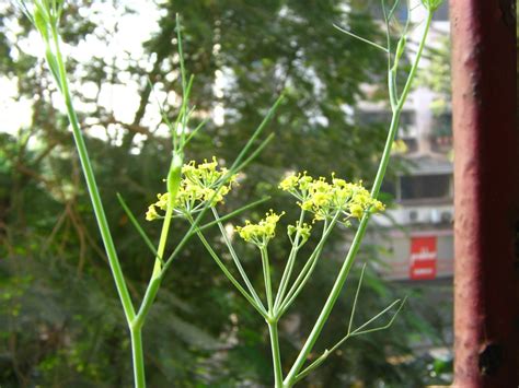 Annaparabrahma Growing Badishep