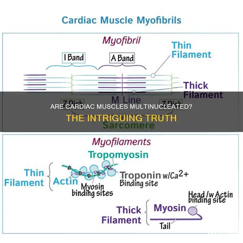 Are Cardiac Muscles Multinucleated The Intriguing Truth Cyvigor