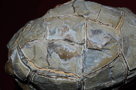 Egg Fossil Id The Fossil Forum