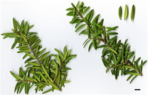 Podocarpus Laetus Trees And Shrubs Online