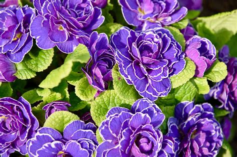 春天 紫色的小花 报春花 Pixabay上的免费照片 Pixabay
