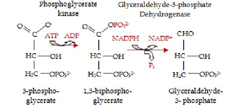 3 Phosphoglycerate