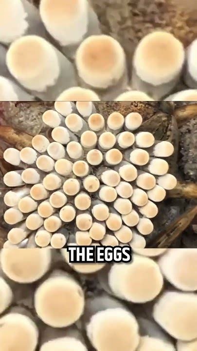 Beware Of This Gigantic Bug Shorts Youtube