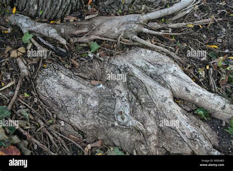 Tree Roots Pattern Hi Res Stock Photography And Images Alamy