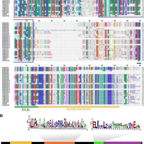 multiple sequence alignment and domain compositions of pbknox