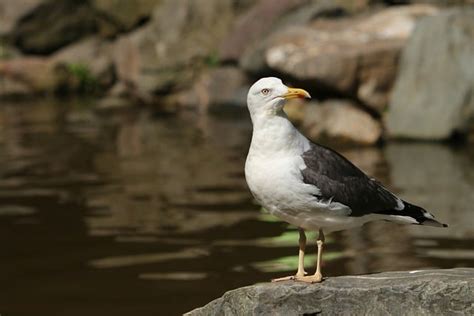 Angular Cheilitis And Anemia