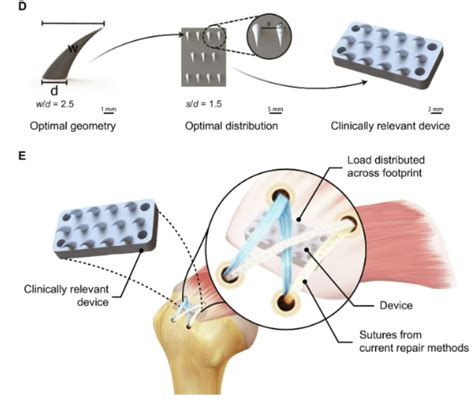 Python Tooth Inspired Device Biomimicry In Action