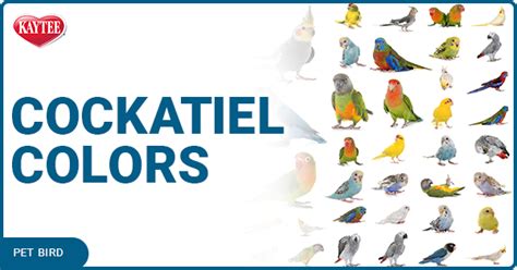Cockatiel Colors The Different Colors Of Cockatiels