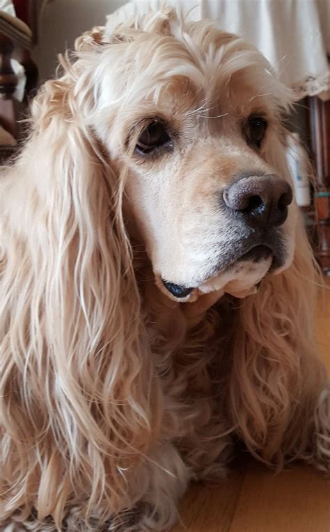 코카스파니엘에 있는 차혜경님의 핀 그림