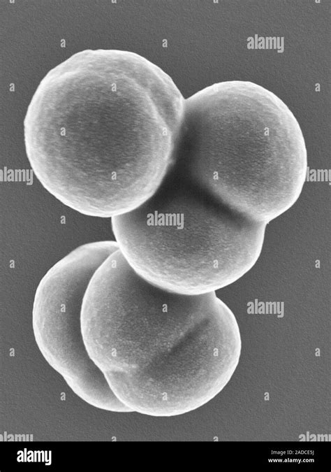 Scanning Electron Micrograph Sem Of Staphylococcus Aureus Gram Positive Mrsa Coccus