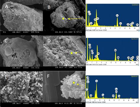 Scanning Electronic Microscope Images And Energy Dispersive X Ray Download Scientific Diagram