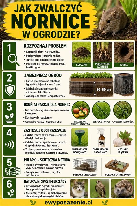 Nornice W Ogrodzie Zwalczanie Zapobieganie Jak Rozpoznać