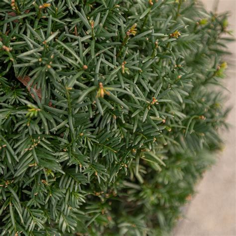 Tasso Comune Simegarden